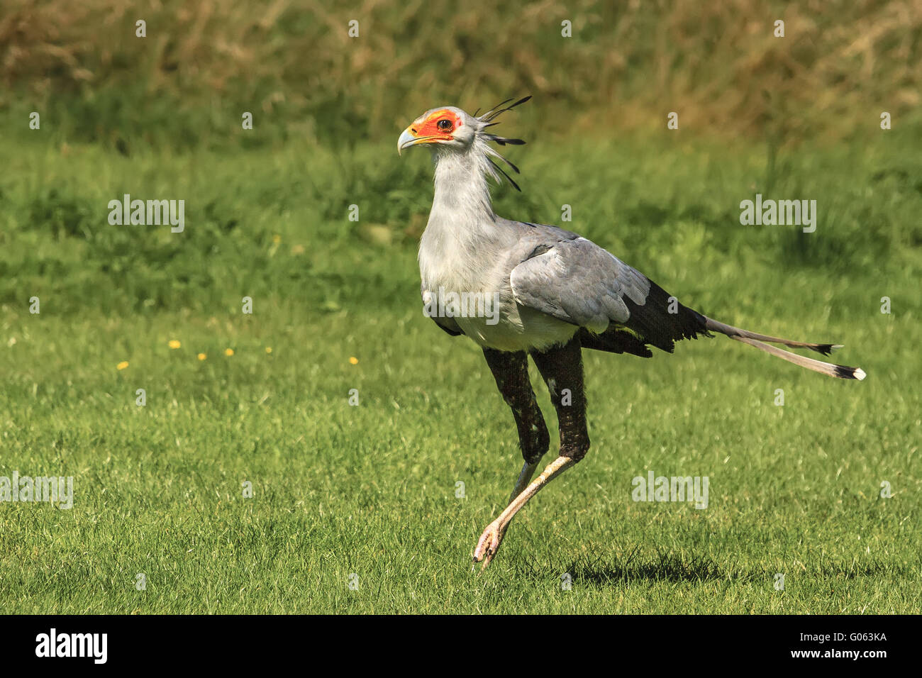 Secretary Bird (Sagittarius serpentarius) On The R Stock Photo - Alamy