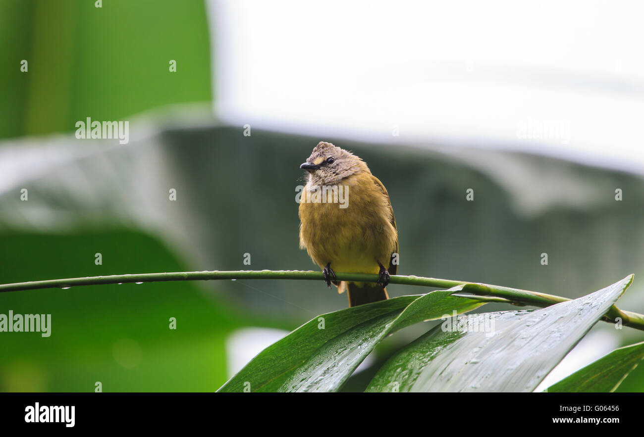 beautiful flavescent bulbul (Pycnonotus flavescens) in tropical forest ...