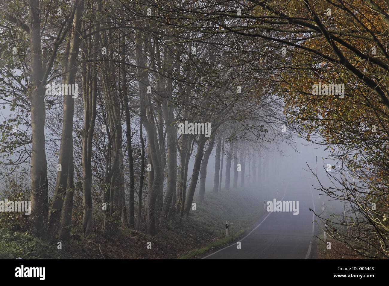 Country road in autumn with dense fog, Germany Stock Photo - Alamy