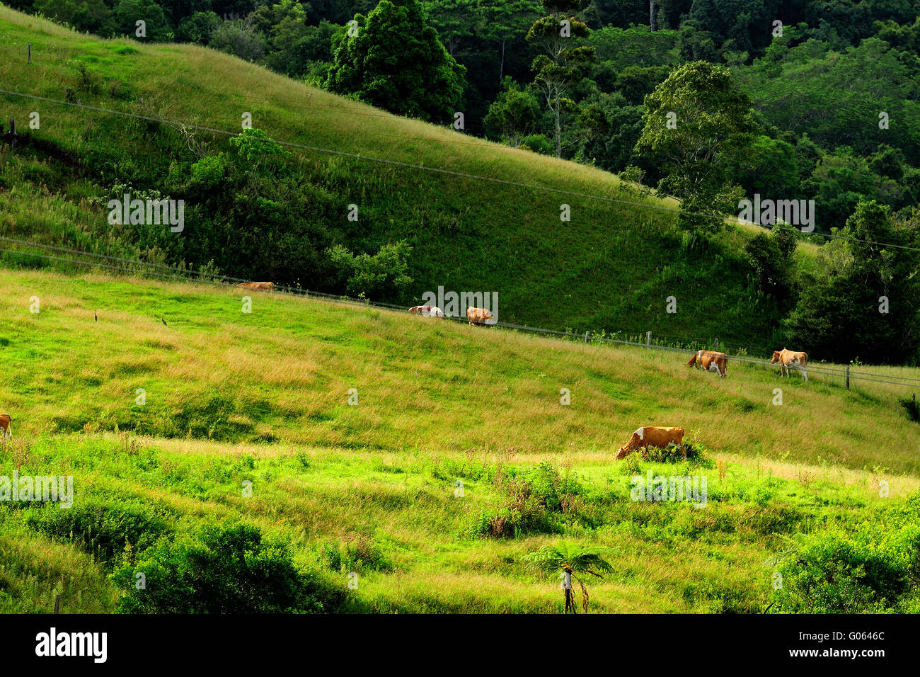 Australia roadside landscape in northern Brisbane Stock Photo - Alamy