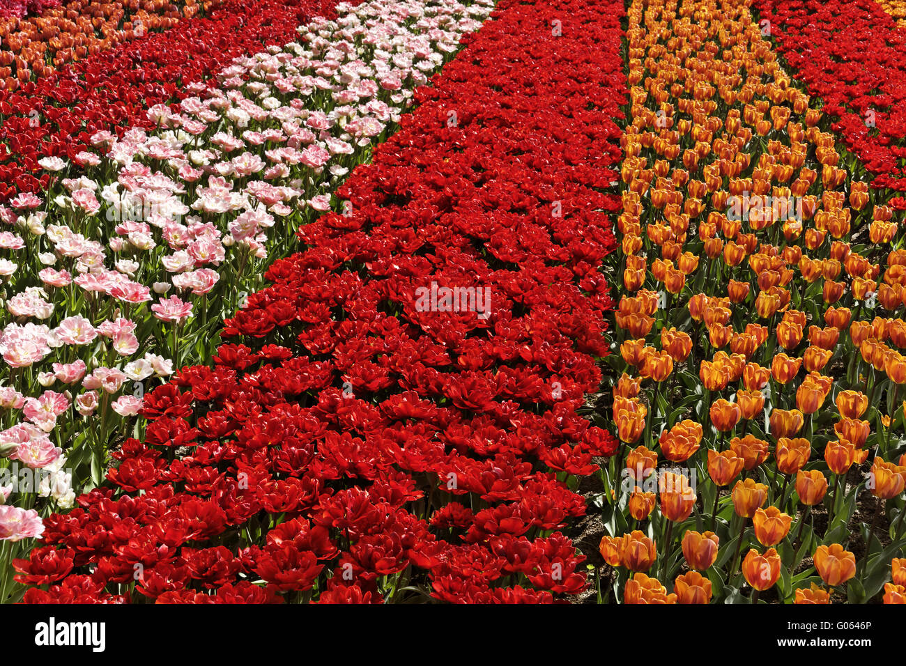 Tulip field near Lisse, South Holland, Netherlands Stock Photo - Alamy