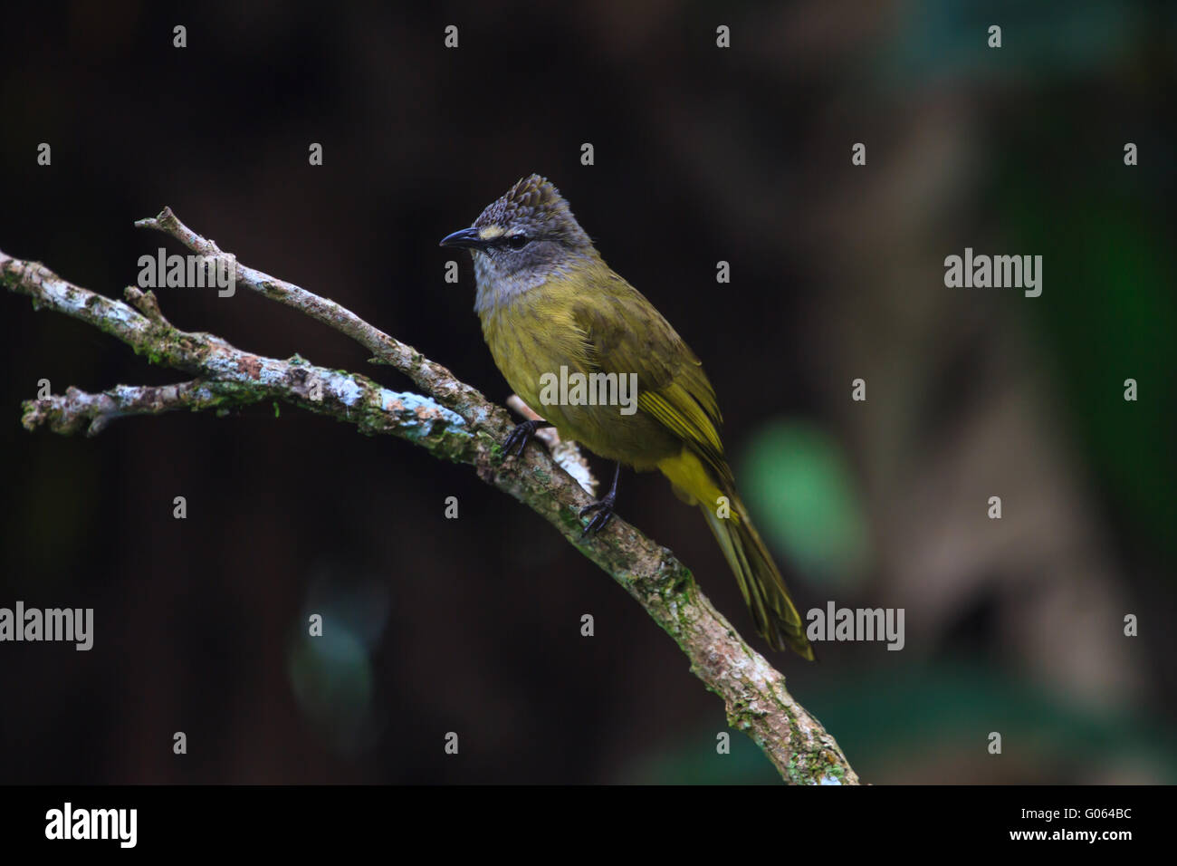 beautiful flavescent bulbul (Pycnonotus flavescens) in tropical forest ...
