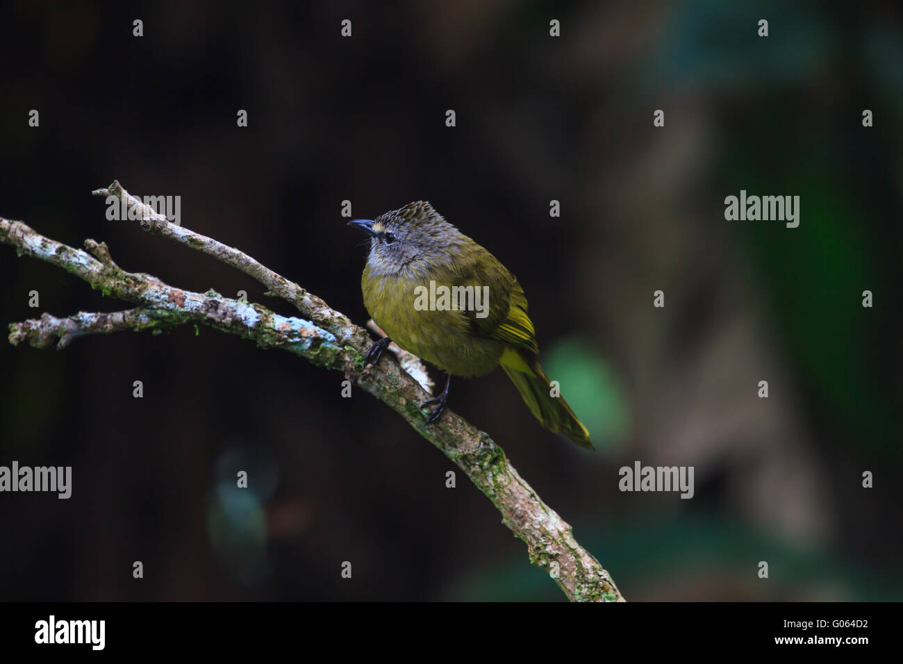 beautiful flavescent bulbul (Pycnonotus flavescens) in tropical forest ...