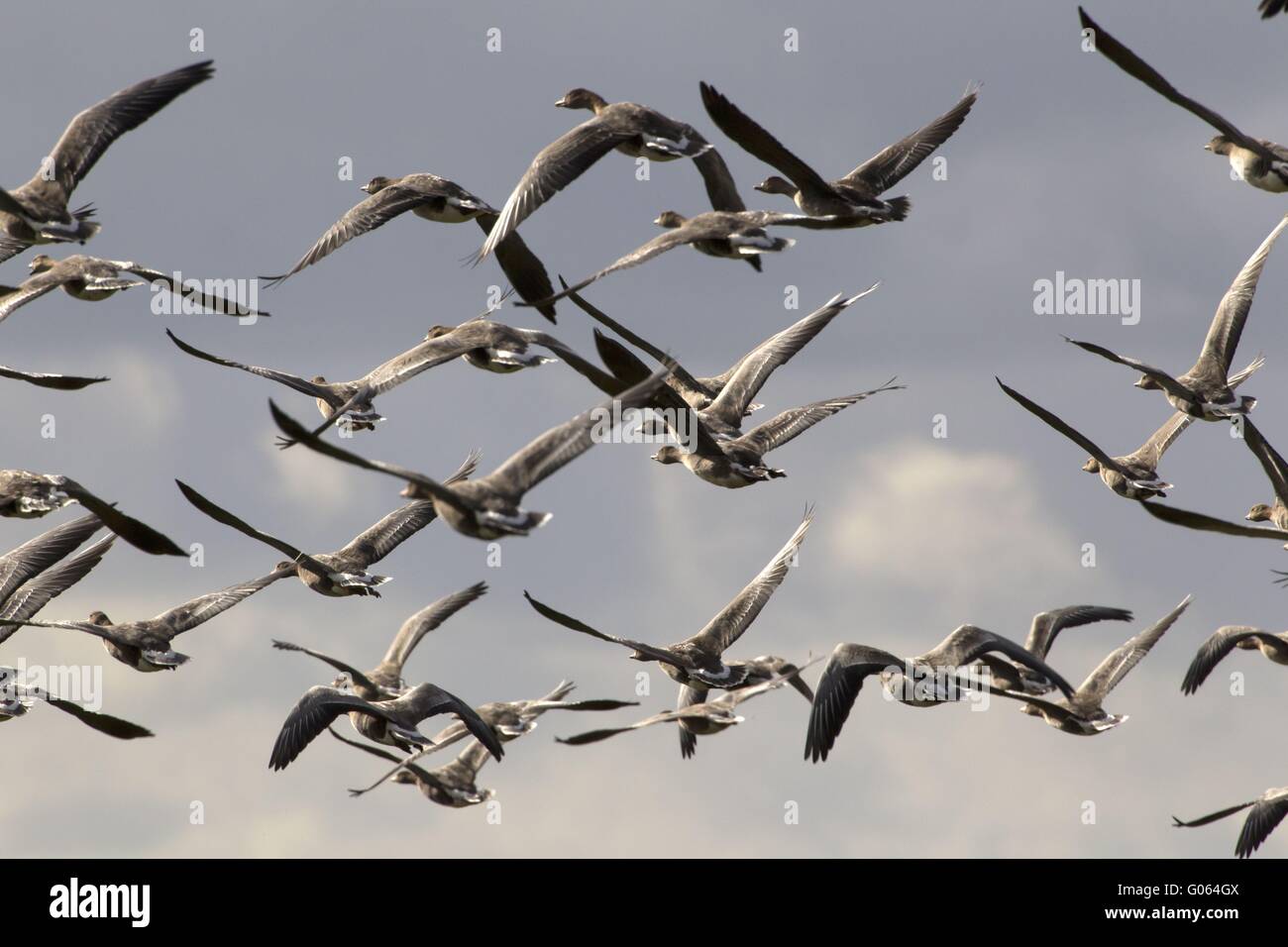 Greylag geese (anser anser) display hi-res stock photography and images ...