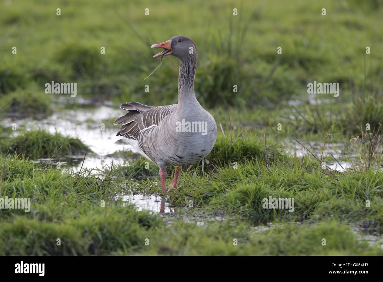 Greylag geese (anser anser) display hi-res stock photography and images ...