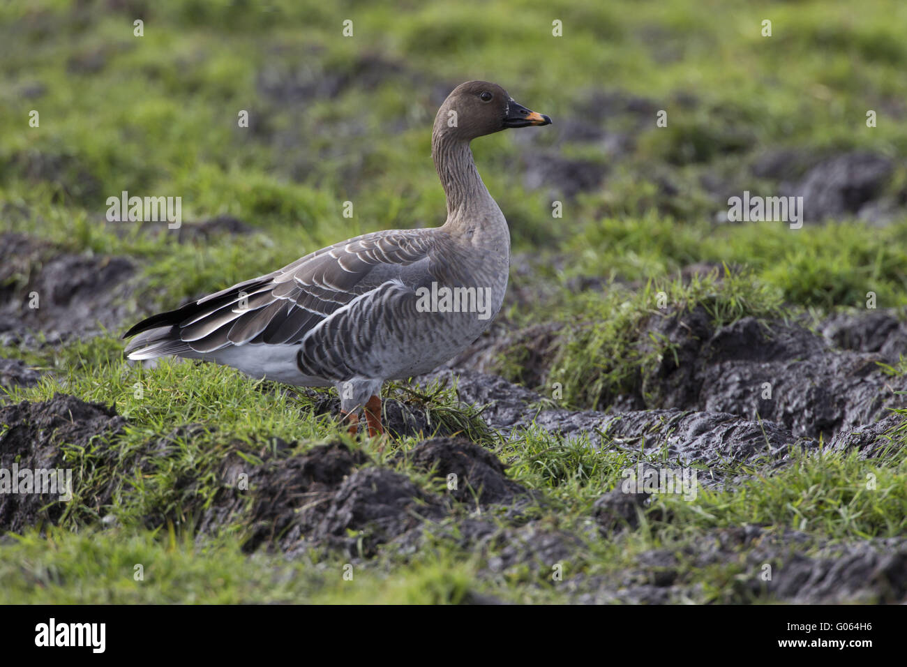 Bean gooses hi-res stock photography and images - Alamy