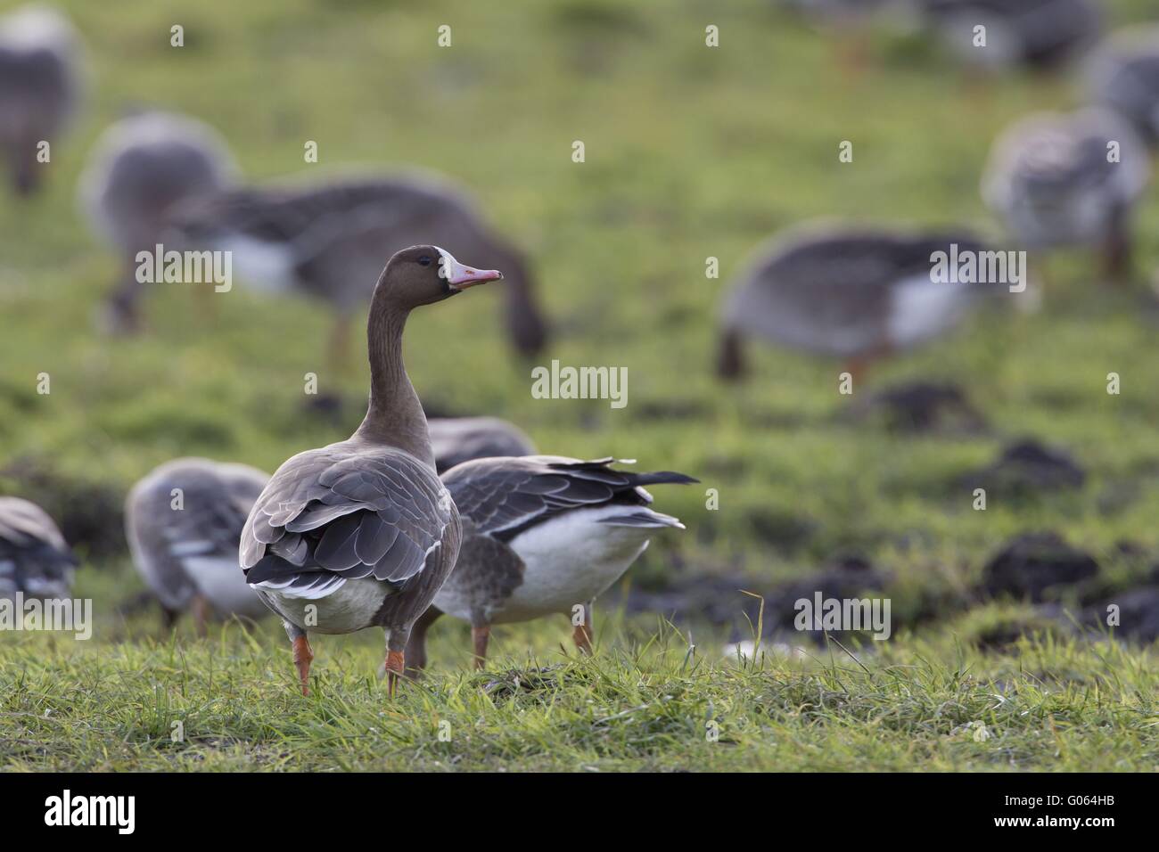 Lesser white fronted goose migration hi-res stock photography and ...