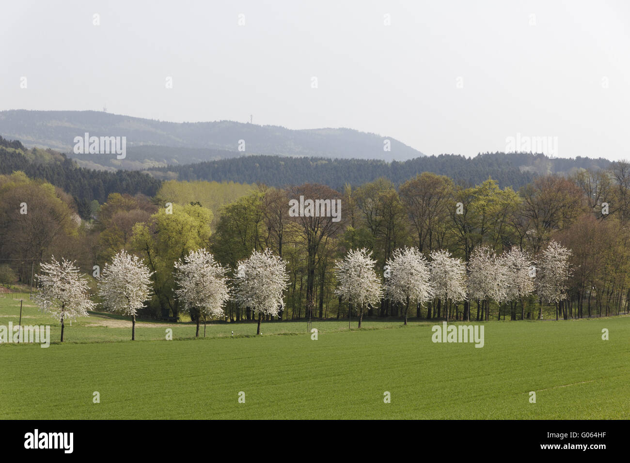 Spring landscape with cherry trees in Germany Stock Photo - Alamy