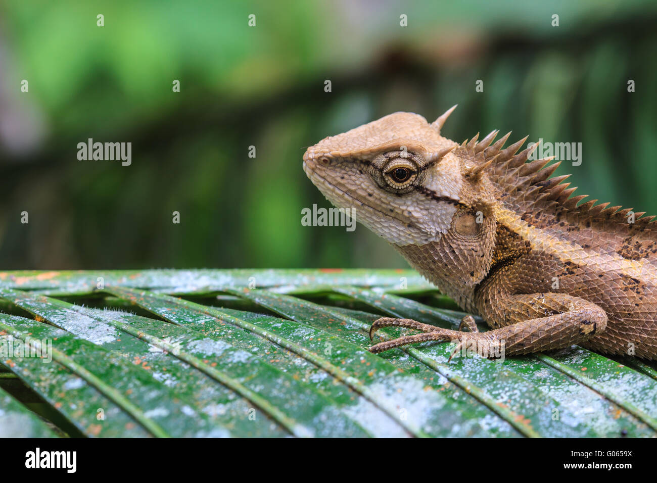 Green crested lizard, black face lizard, tree lizard on tree Stock ...