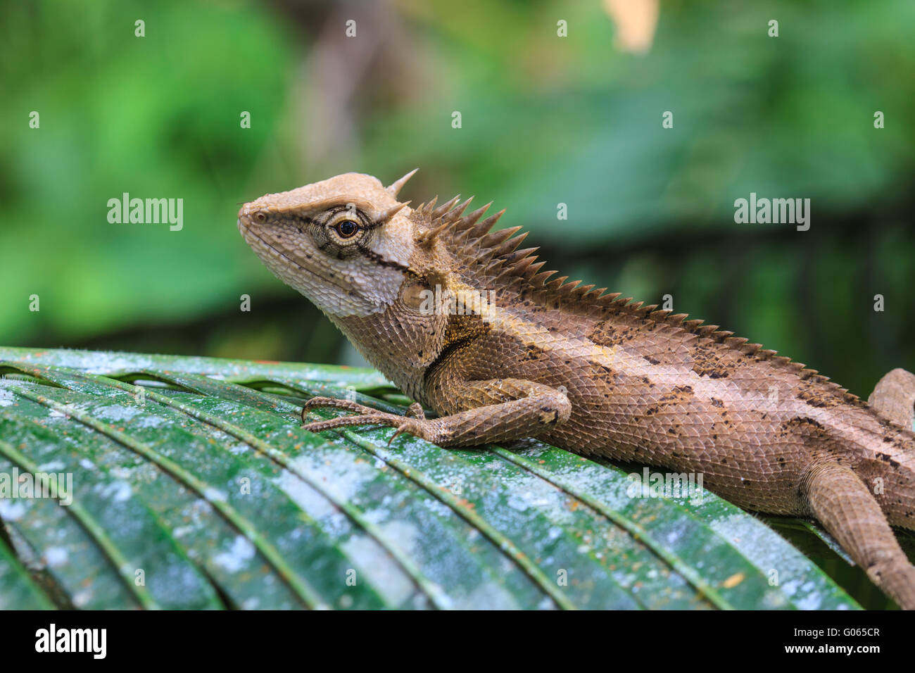 Green crested lizard, black face lizard, tree lizard on tree Stock ...