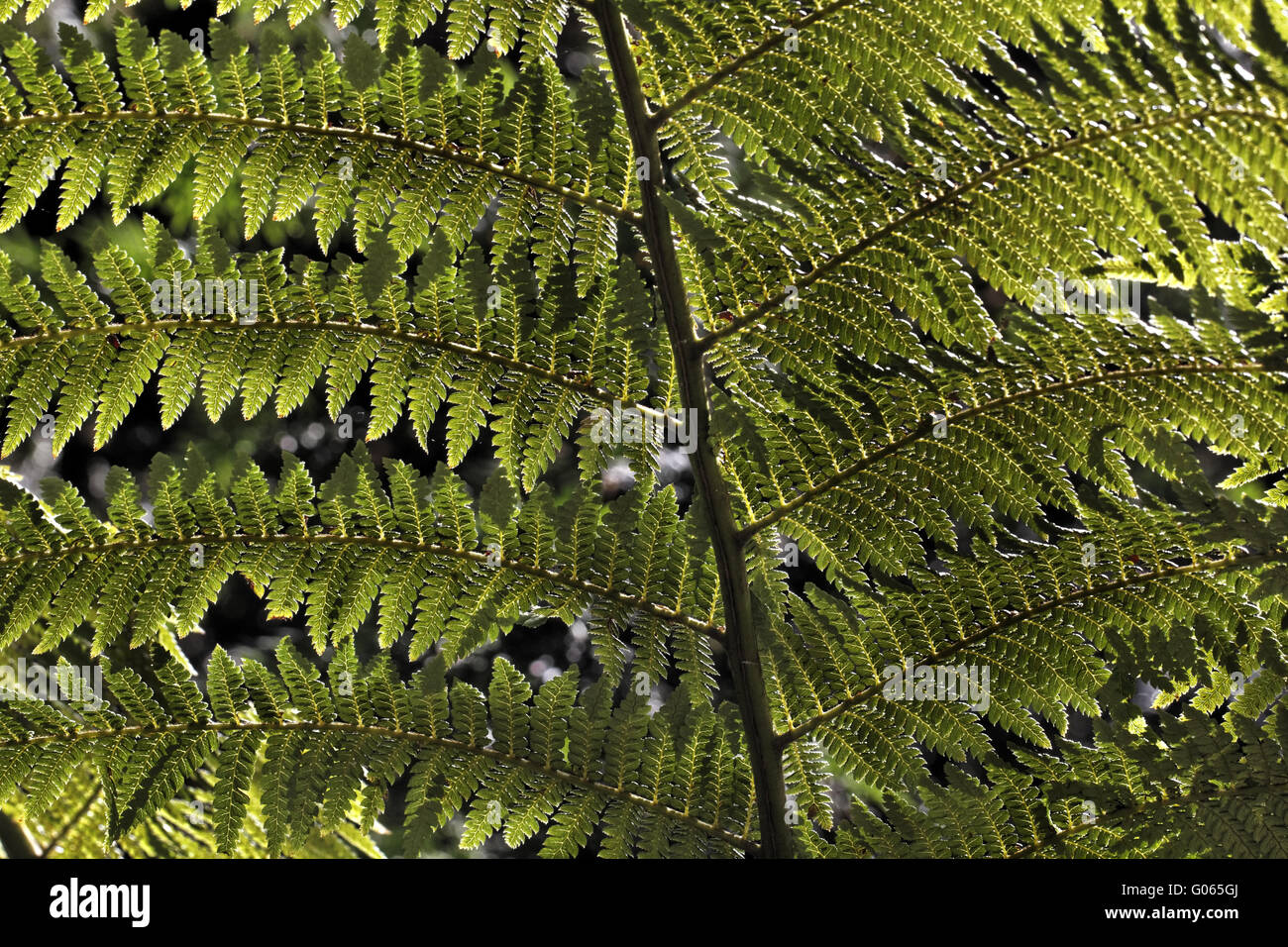 Dicksonia antarctica, Soft tree fern, Man fern Stock Photo - Alamy