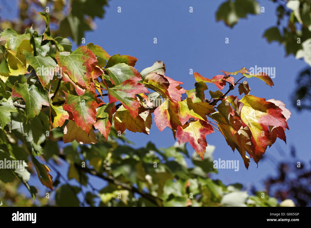 Acer rubrum, Red Maple, Swamp Maple, Water Maple Stock Photo - Alamy