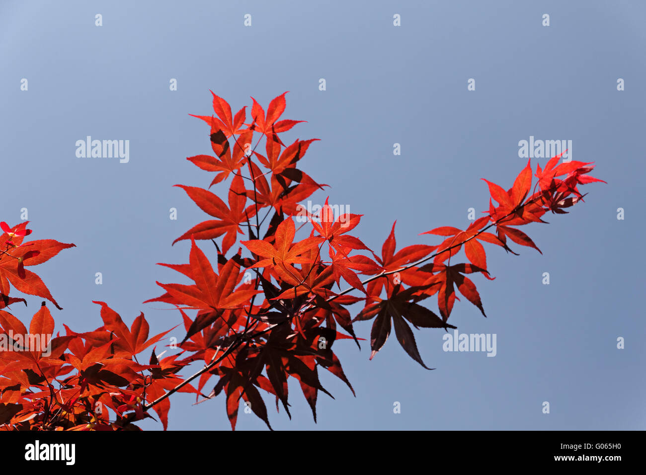 Acer palmatum, Japanese Maple, Smooth Japanese Stock Photo - Alamy