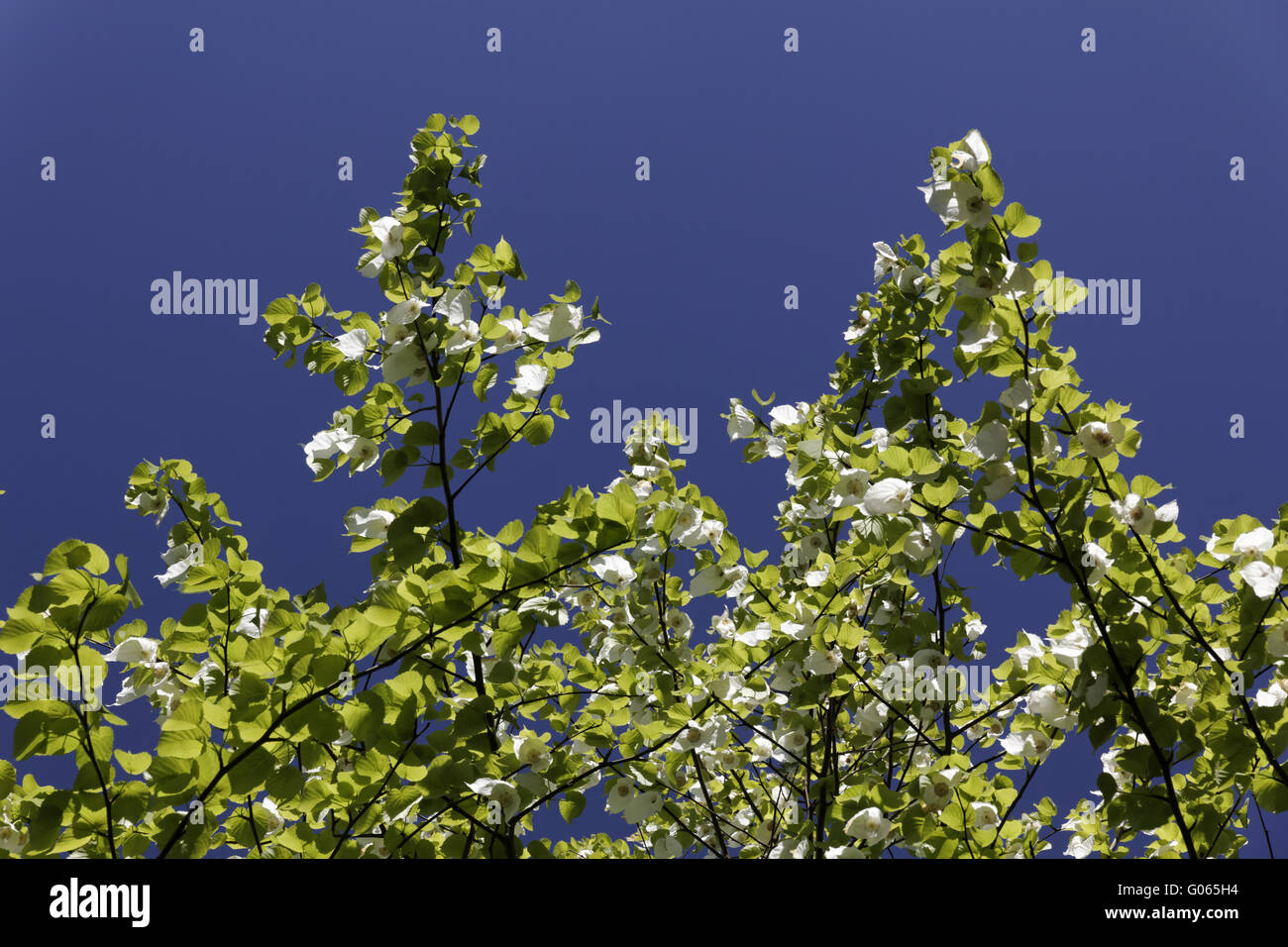 Davidia involucrata dove tree handkerchief tree hi-res stock ...