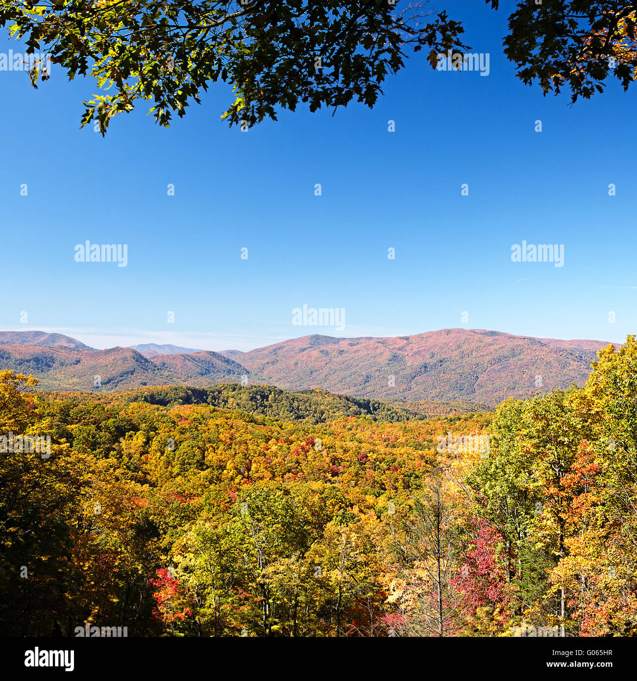 Fall colors woods in the Smoky Mountains National Park Stock Photo - Alamy