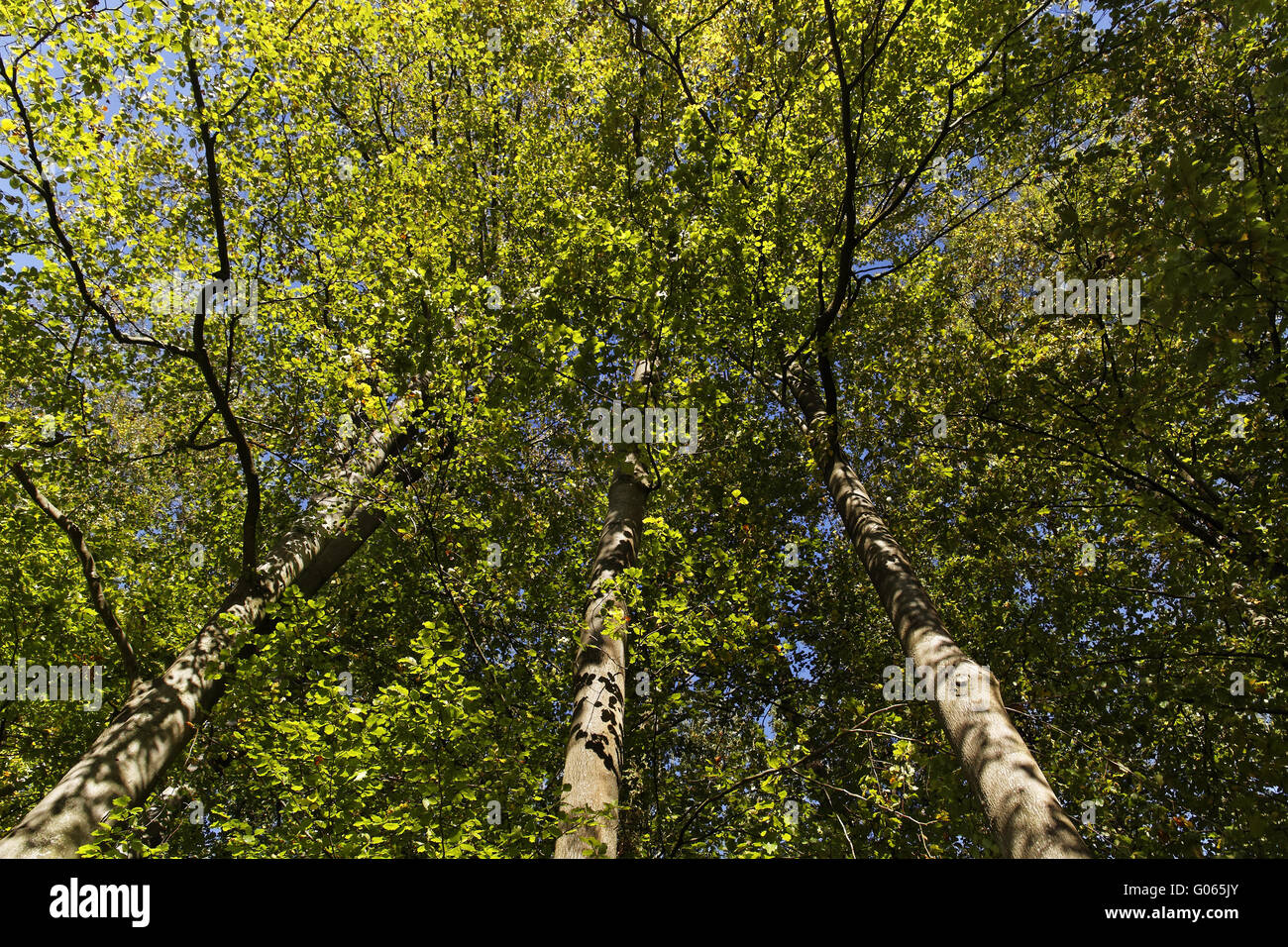 Common european beech beech grove hi-res stock photography and images ...