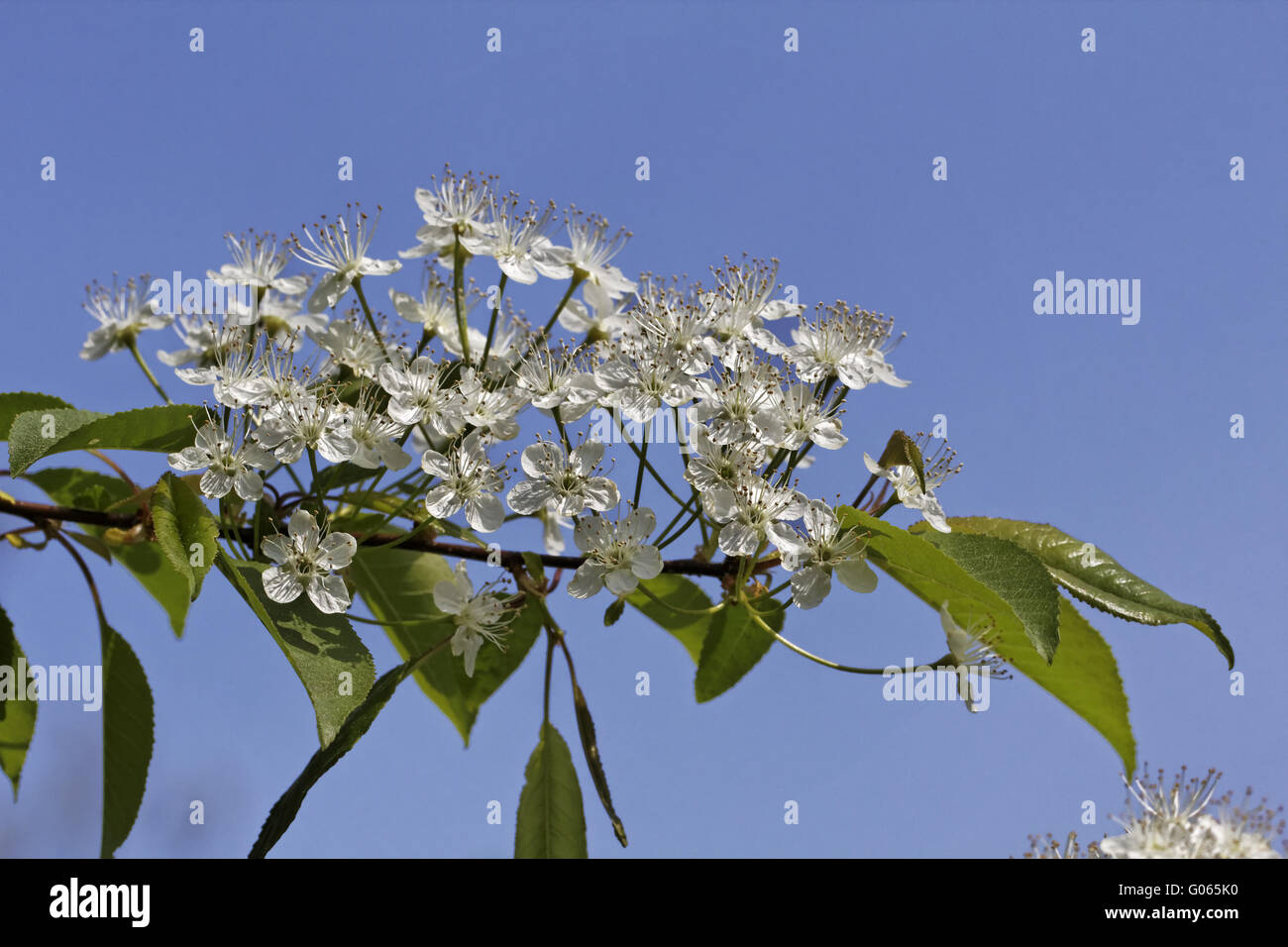 Prunus pensylvanica, Fire cherry, Bird cherry Stock Photo - Alamy