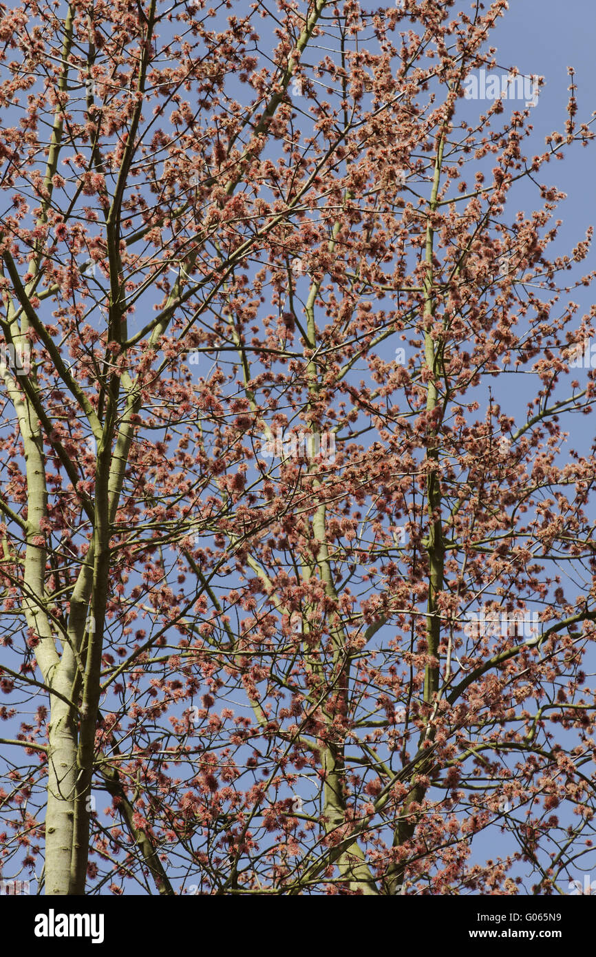 Acer rubrum, Red Maple, Swamp Maple, Water Maple Stock Photo - Alamy