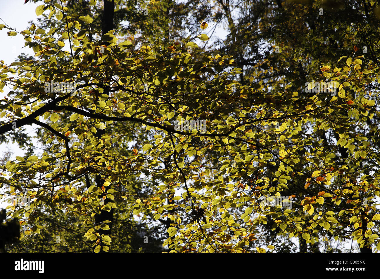 Buchen baum bäume beech fagus tree trees hi-res stock photography and ...