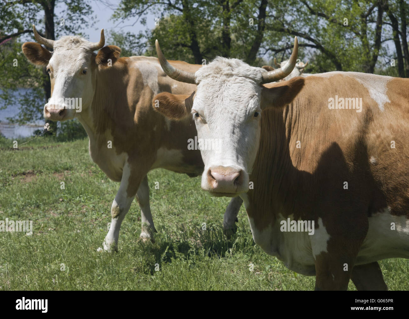 two range-fed cows grazing in a forest in spring Stock Photo - Alamy