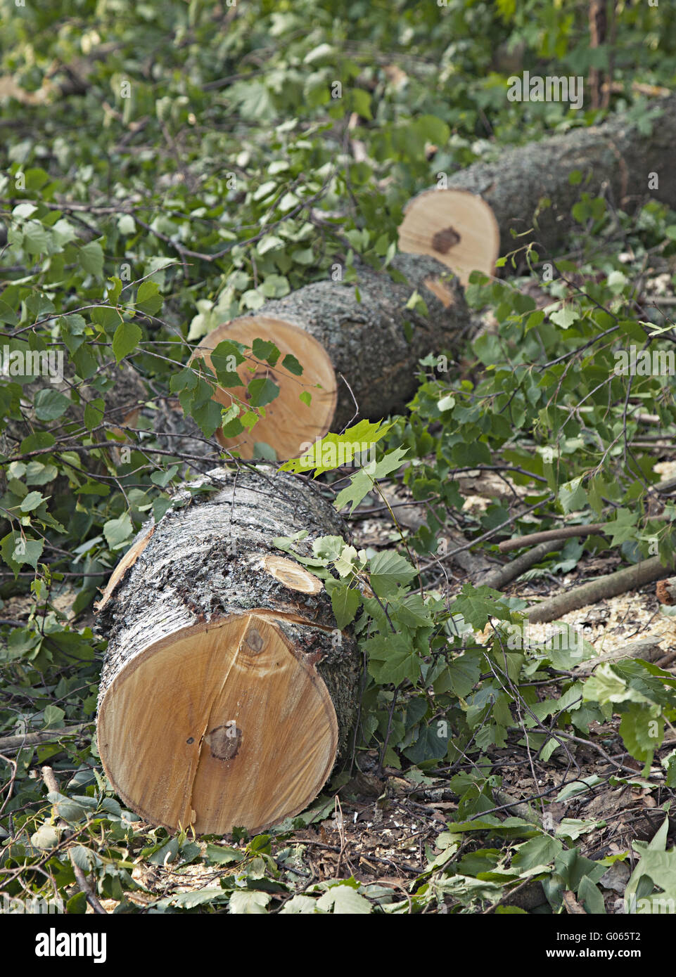 Log laying on the ground hi-res stock photography and images - Alamy