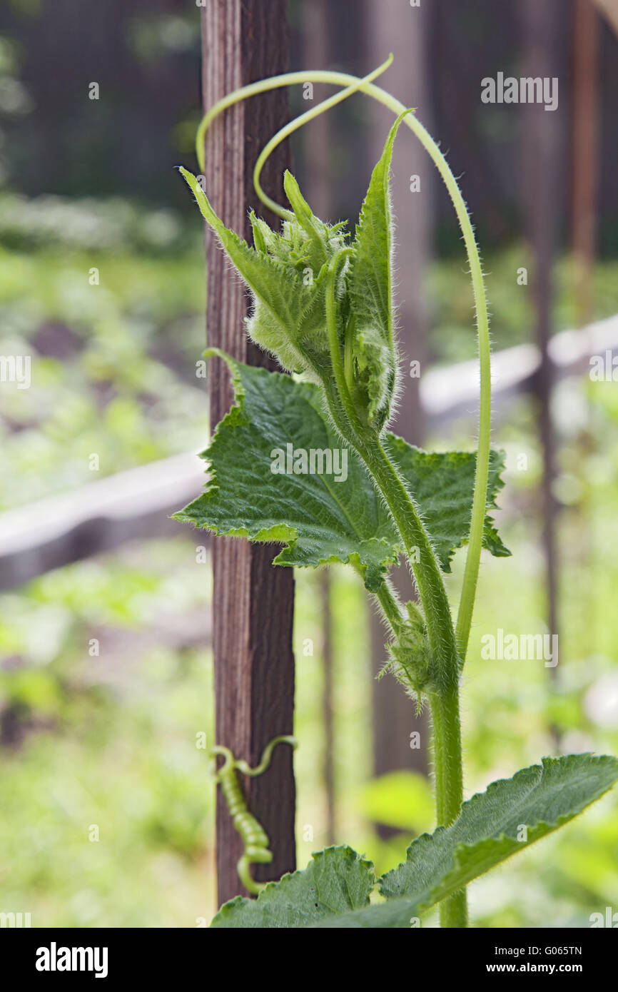 Cucumber plant in a vegetable garden on the spring Stock Photo - Alamy