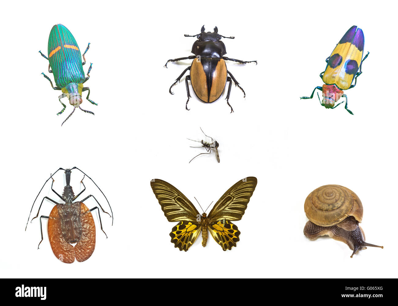 Background beetle hi-res stock photography and images - Alamy