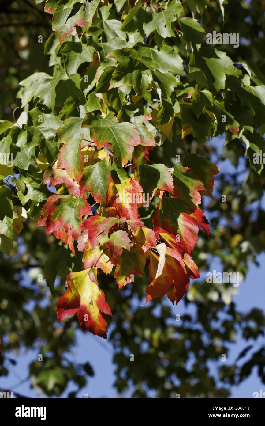 Swamp Maple High Resolution Stock Photography and Images - Alamy
