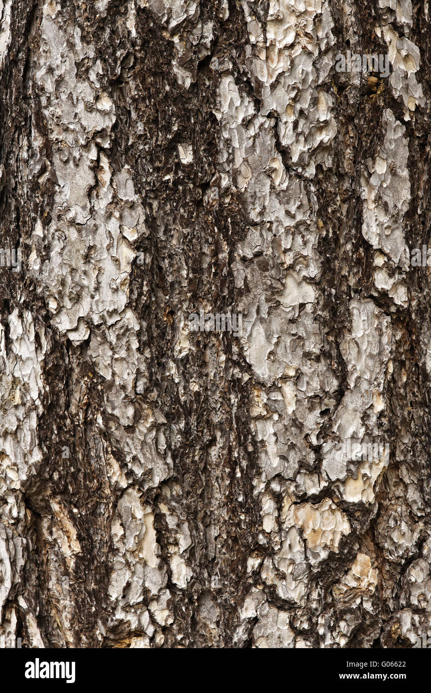 Pinus nigra, Bark of the European Black Pine, Pine Stock Photo - Alamy