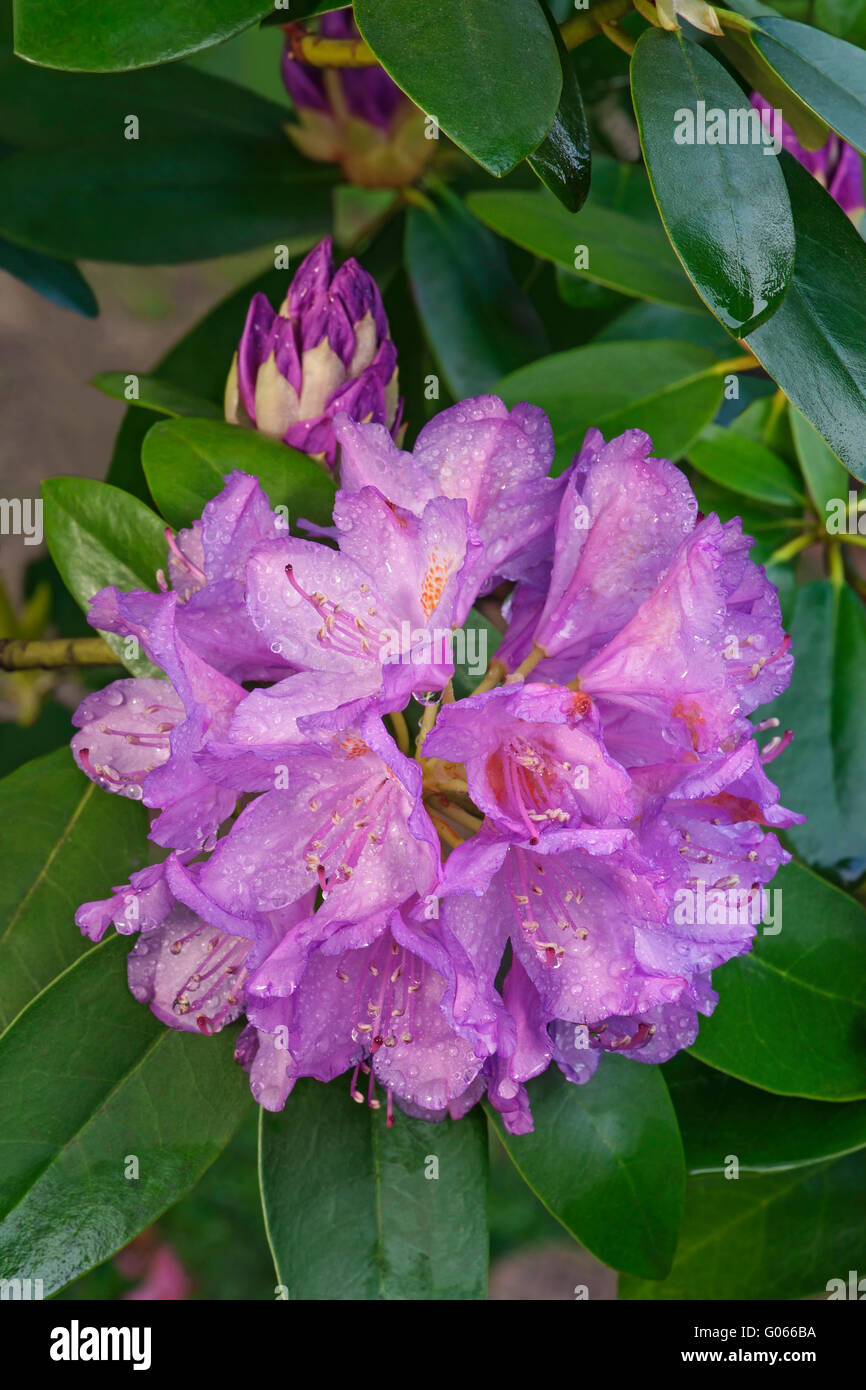 Rosebay flowers hi-res stock photography and images - Alamy