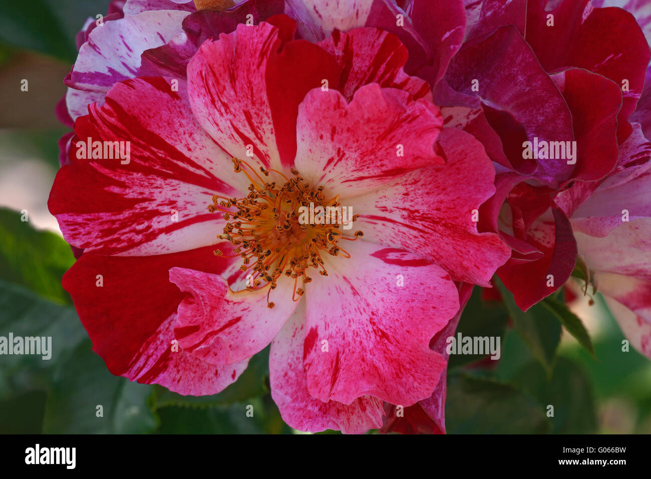 Hybrid rose flower Stock Photo - Alamy