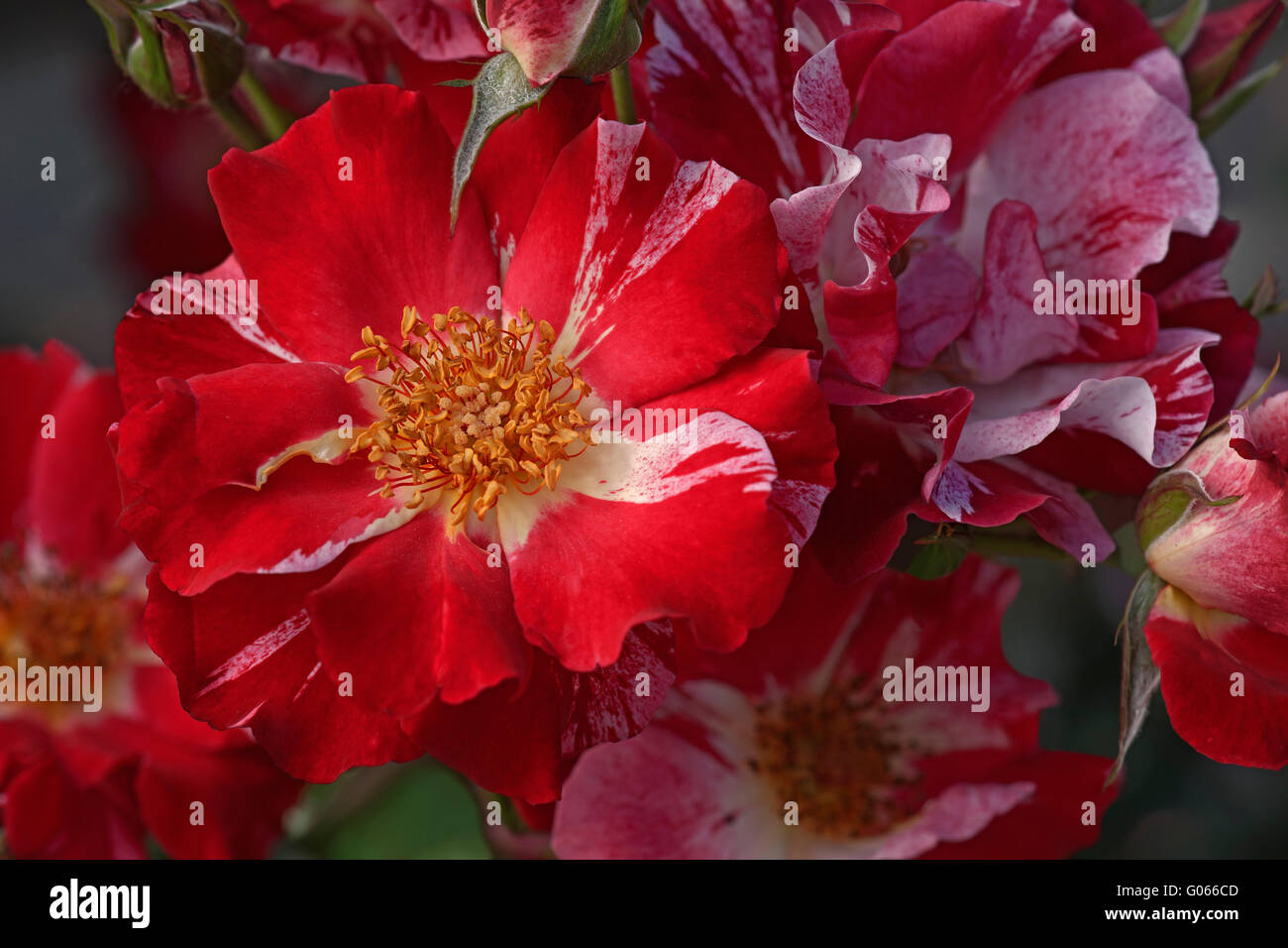 Hybrid rose flowers Stock Photo - Alamy