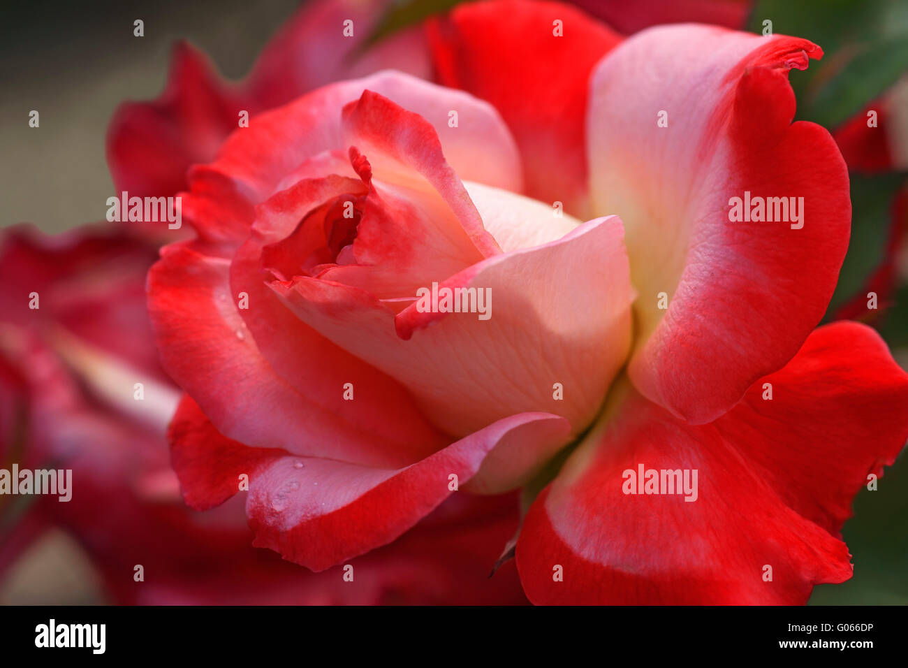 Hybrid rose flower Stock Photo - Alamy