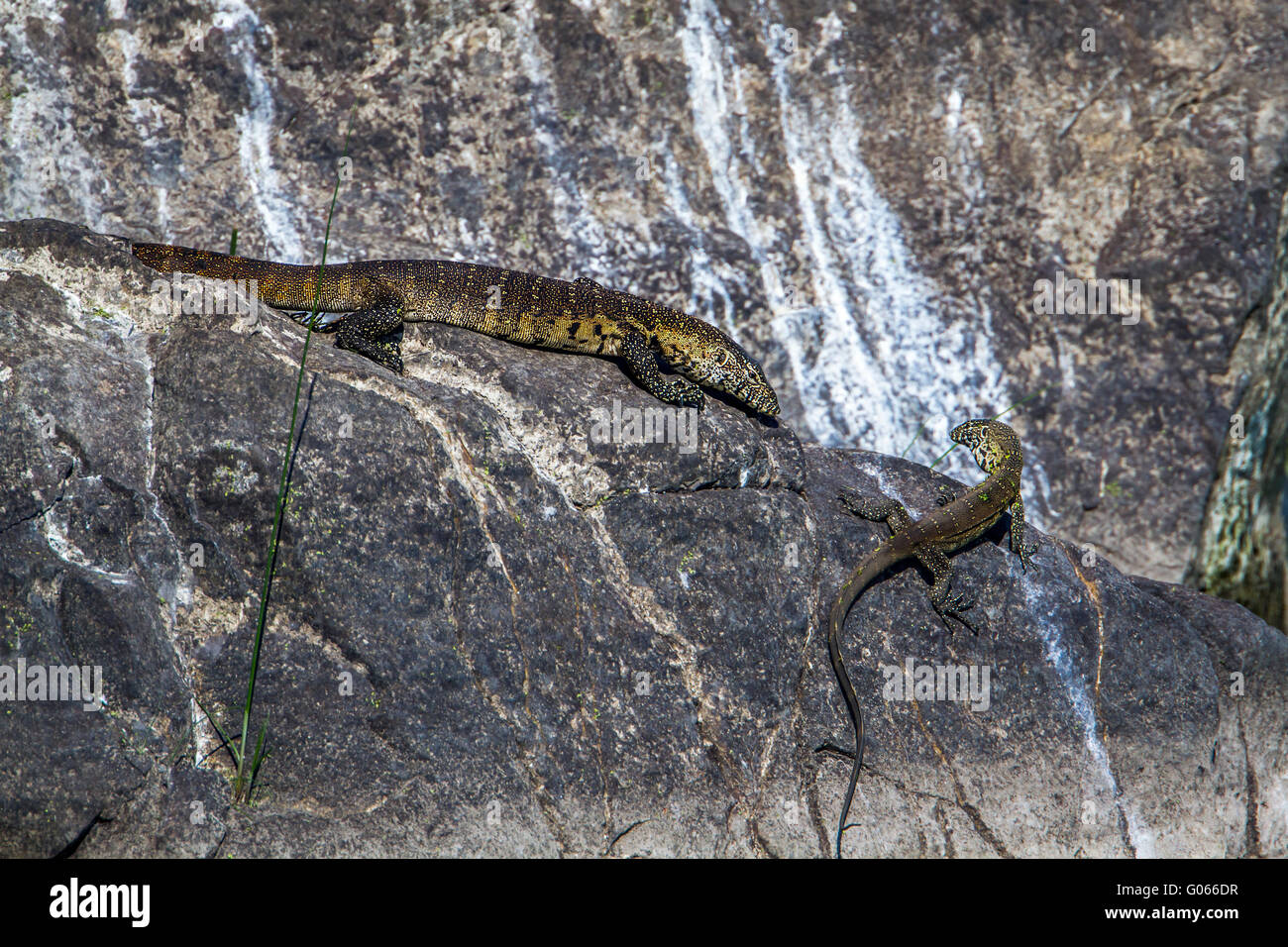 Nile water monitor hi-res stock photography and images - Alamy