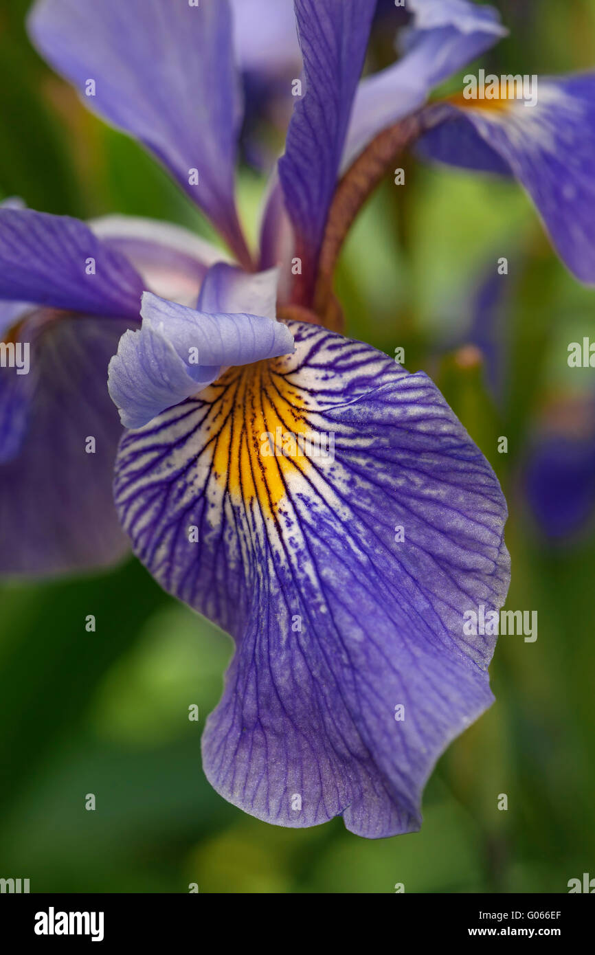 Virginian iris (Iris virginica Stock Photo - Alamy