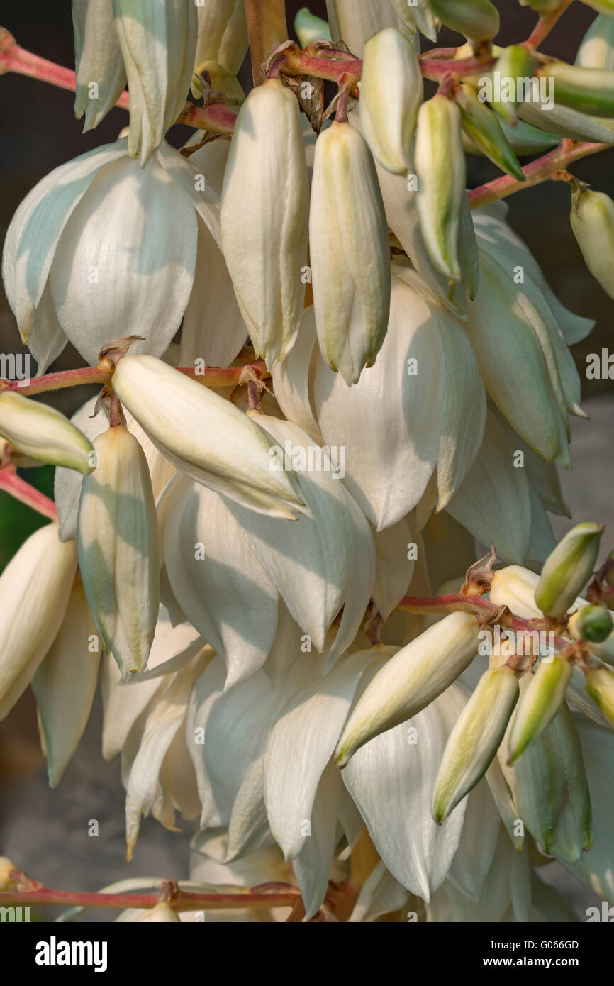 Yuccca hi-res stock photography and images - Alamy