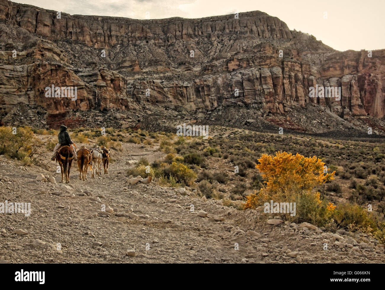 Supai mule hi-res stock photography and images - Alamy