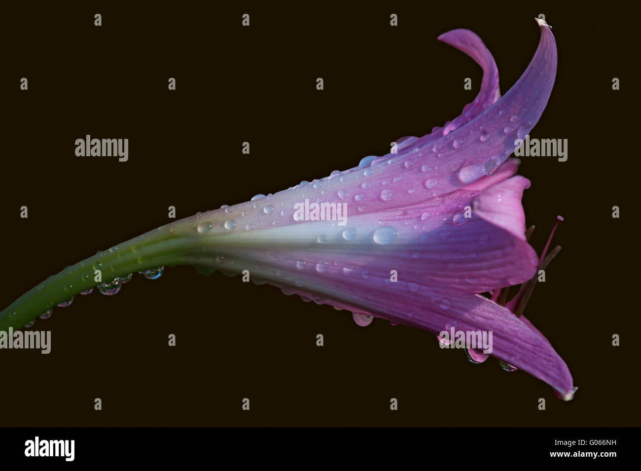 Swamp lily flower Stock Photo - Alamy