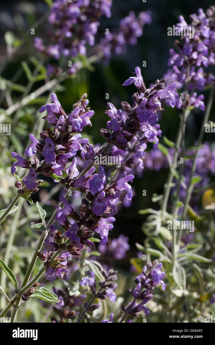 Salvia officinalis Stock Photo - Alamy