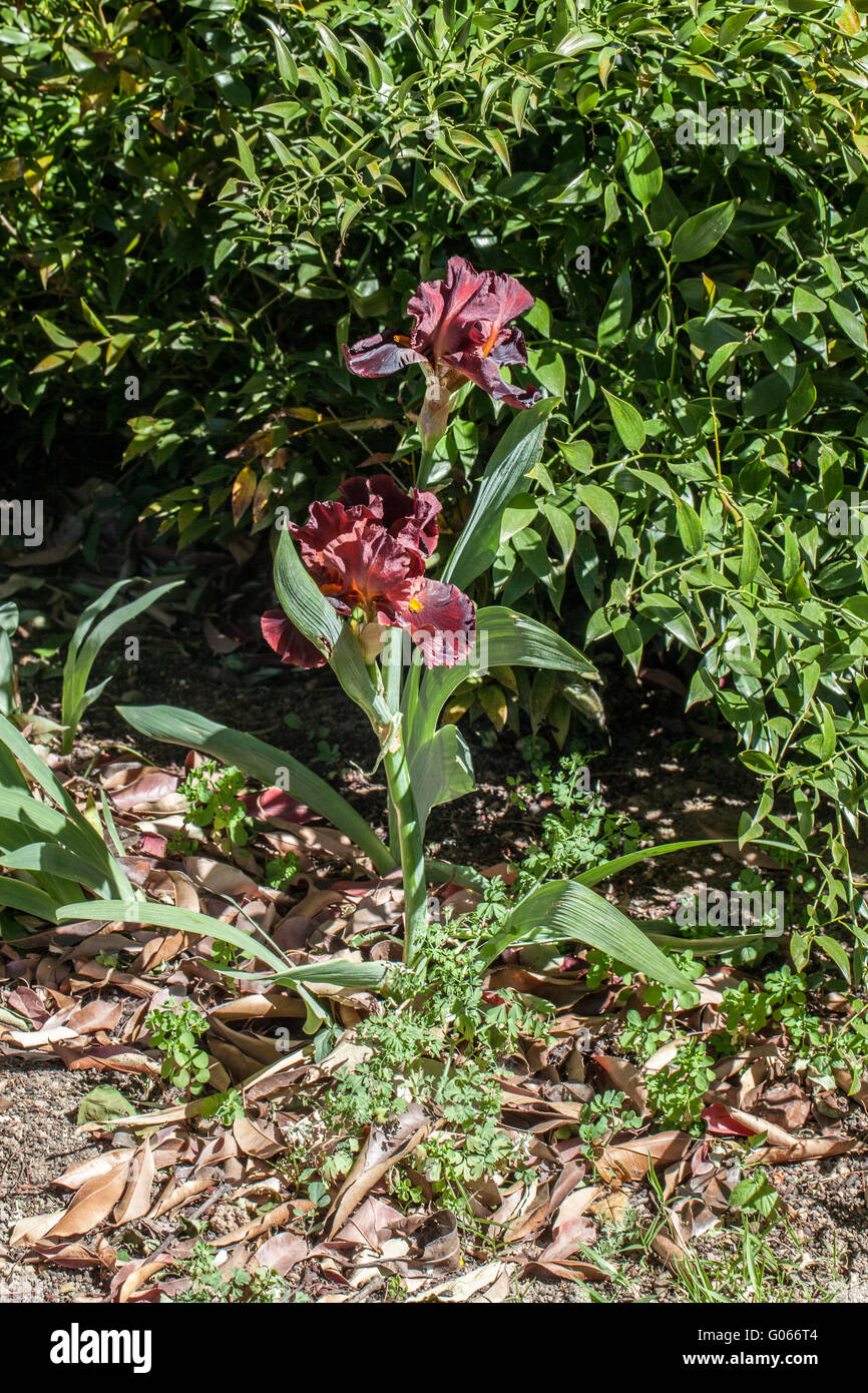 Iris pollination hi-res stock photography and images - Alamy