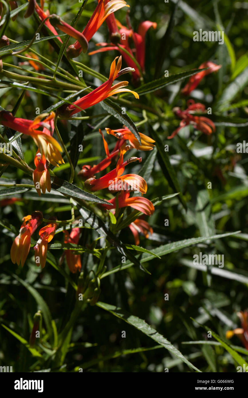 Yellow lobelia hi-res stock photography and images - Alamy