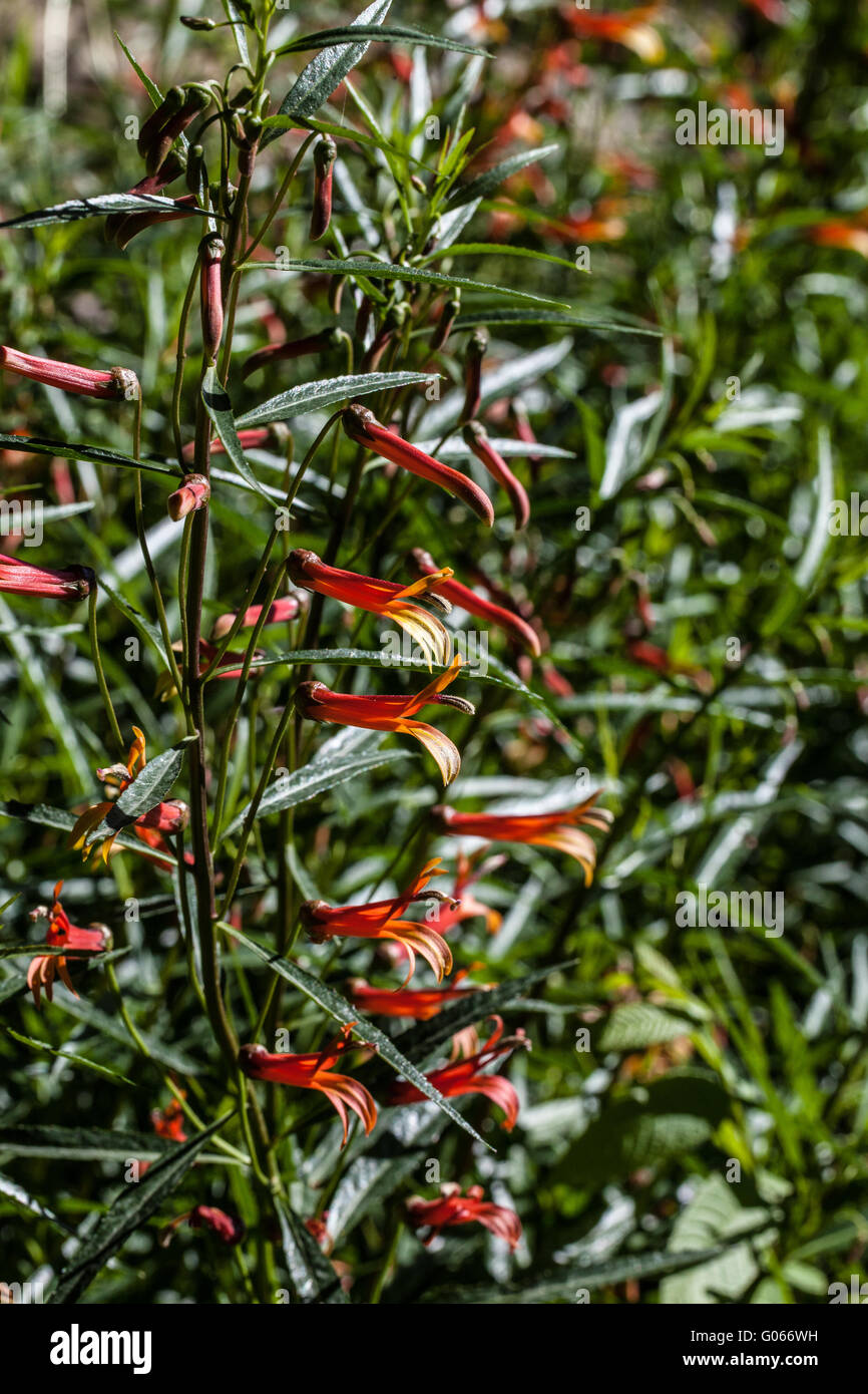 Plant orange anatomy hi-res stock photography and images - Alamy
