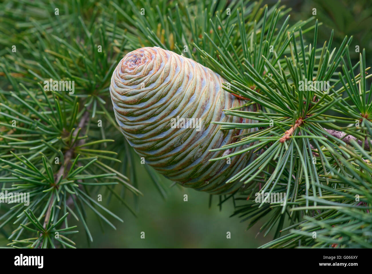 Deodar cedar cone Stock Photo - Alamy