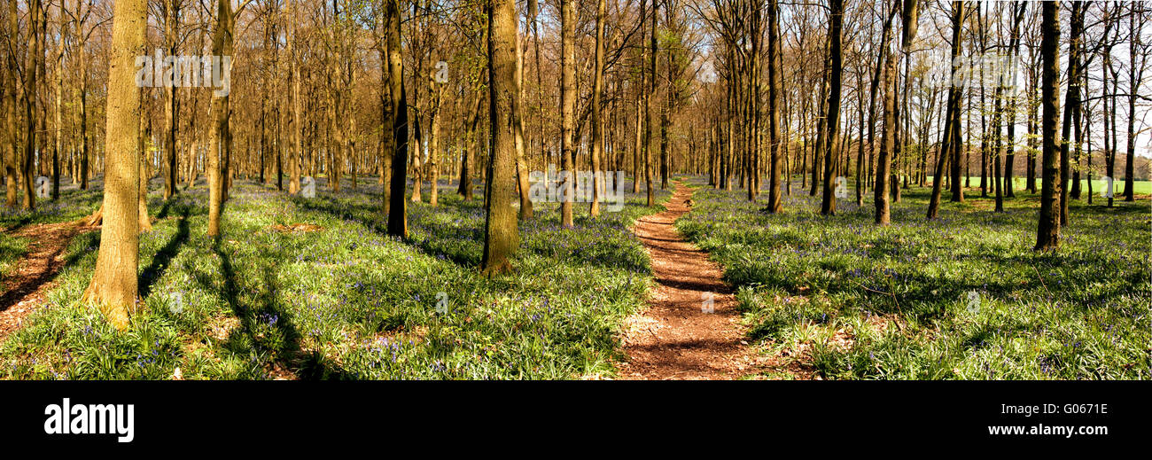 Ashridge estate, hertfordshire hi-res stock photography and images - Alamy