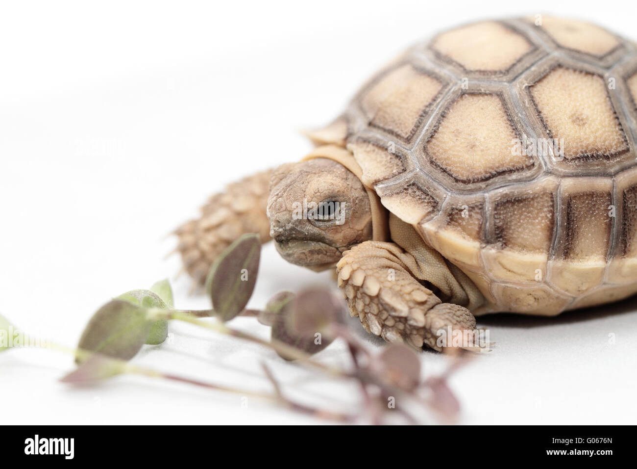 African Spurred Tortoise (Geochelone sulcata) isolated on white ...