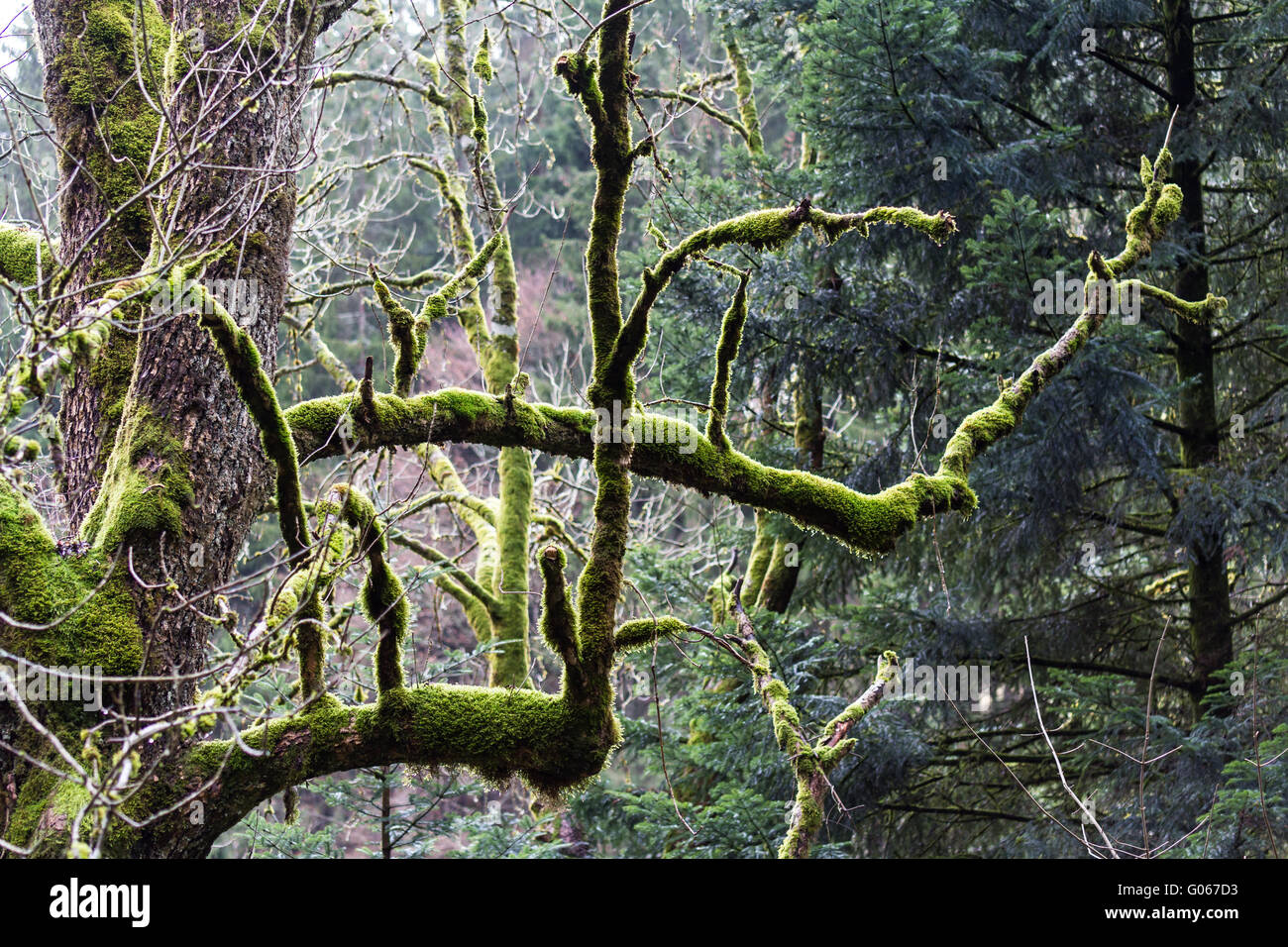 tree with moss Stock Photo - Alamy