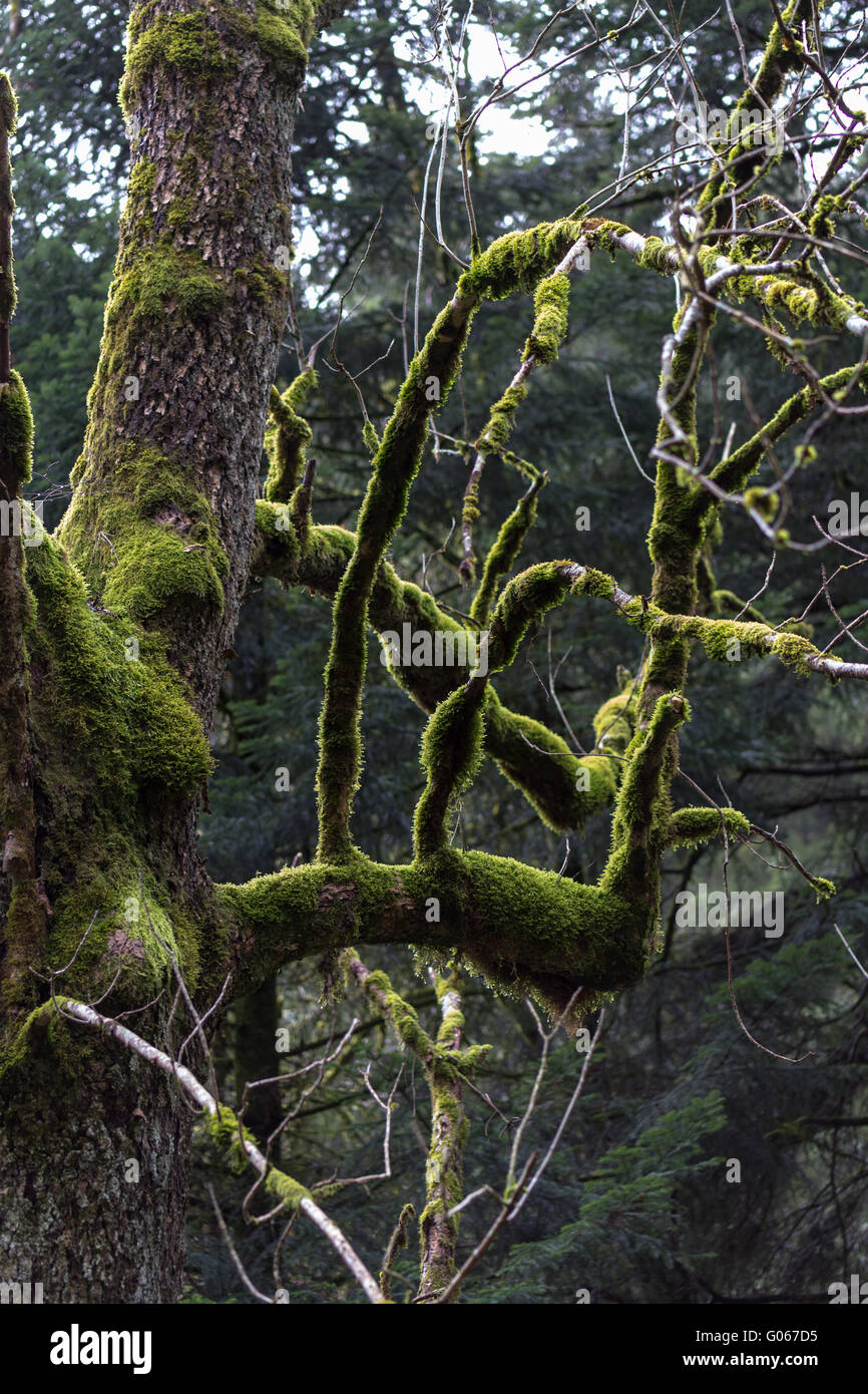 tree with moss Stock Photo - Alamy