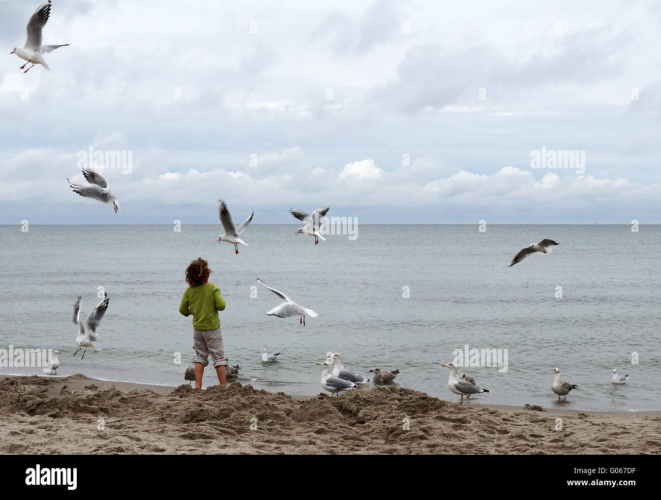 The sea dove hi-res stock photography and images - Alamy