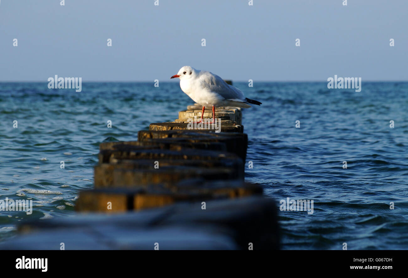 Calm dove hi-res stock photography and images - Alamy