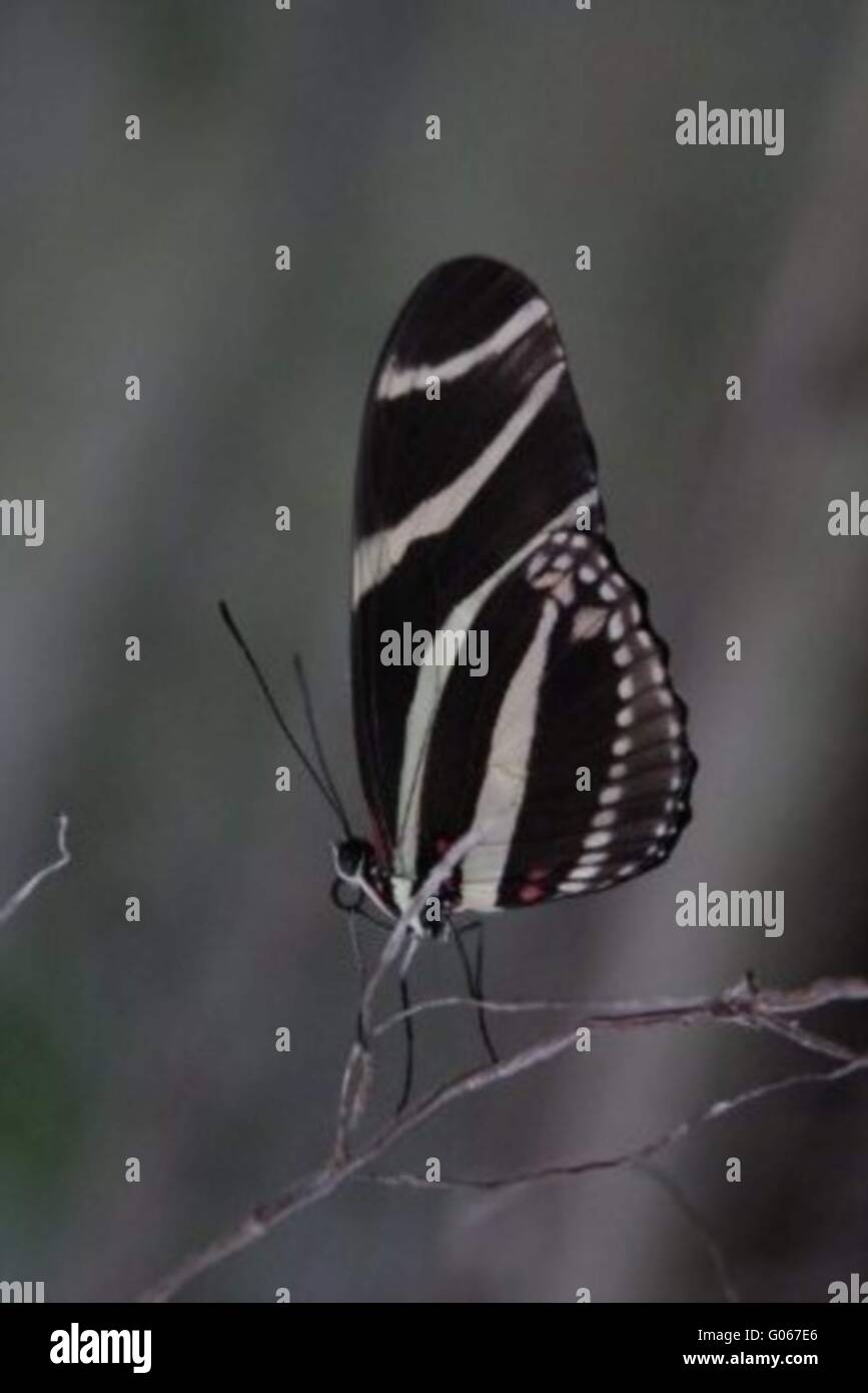 Stripes tropical hi-res stock photography and images - Alamy